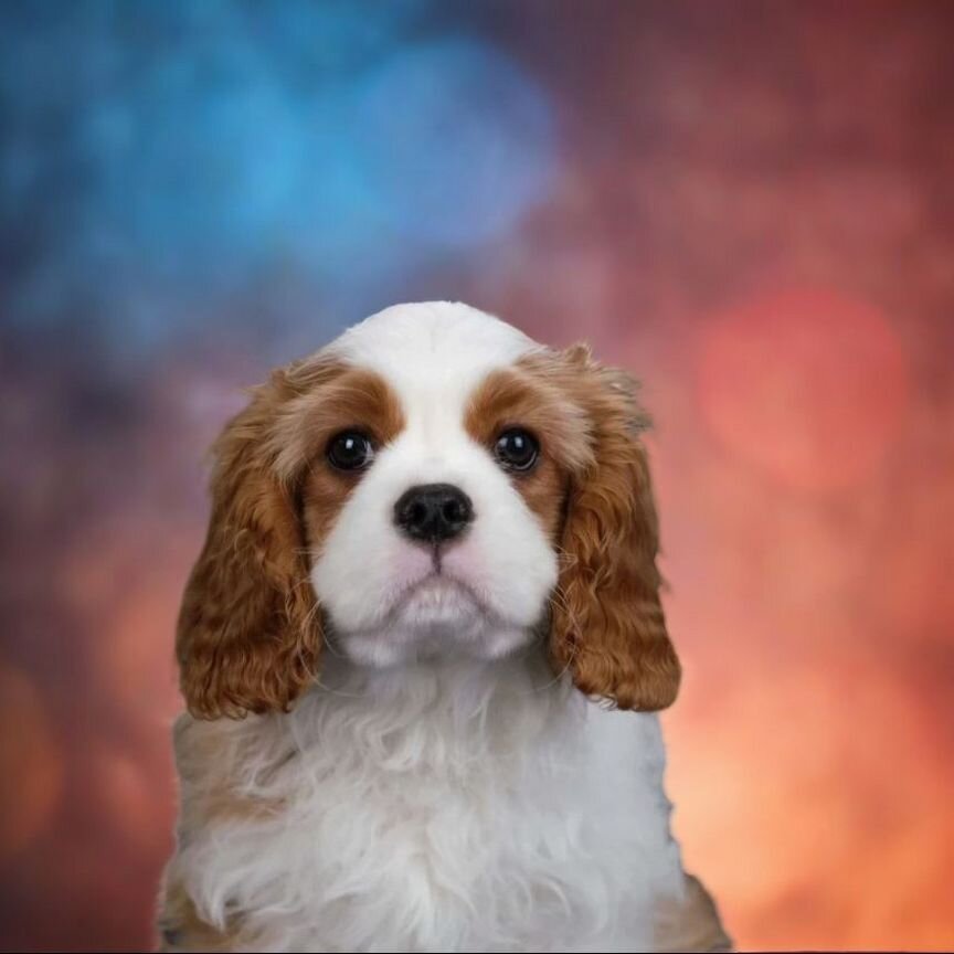 Кавалер Кинг Чарльз Спаниель