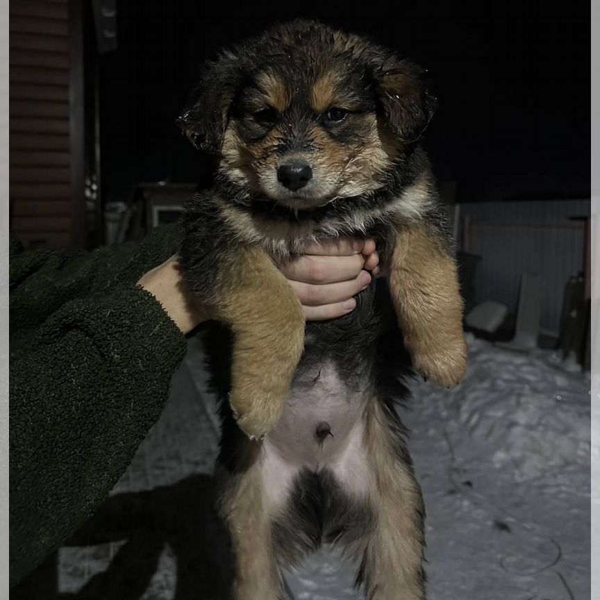 Щенок в добрые руки