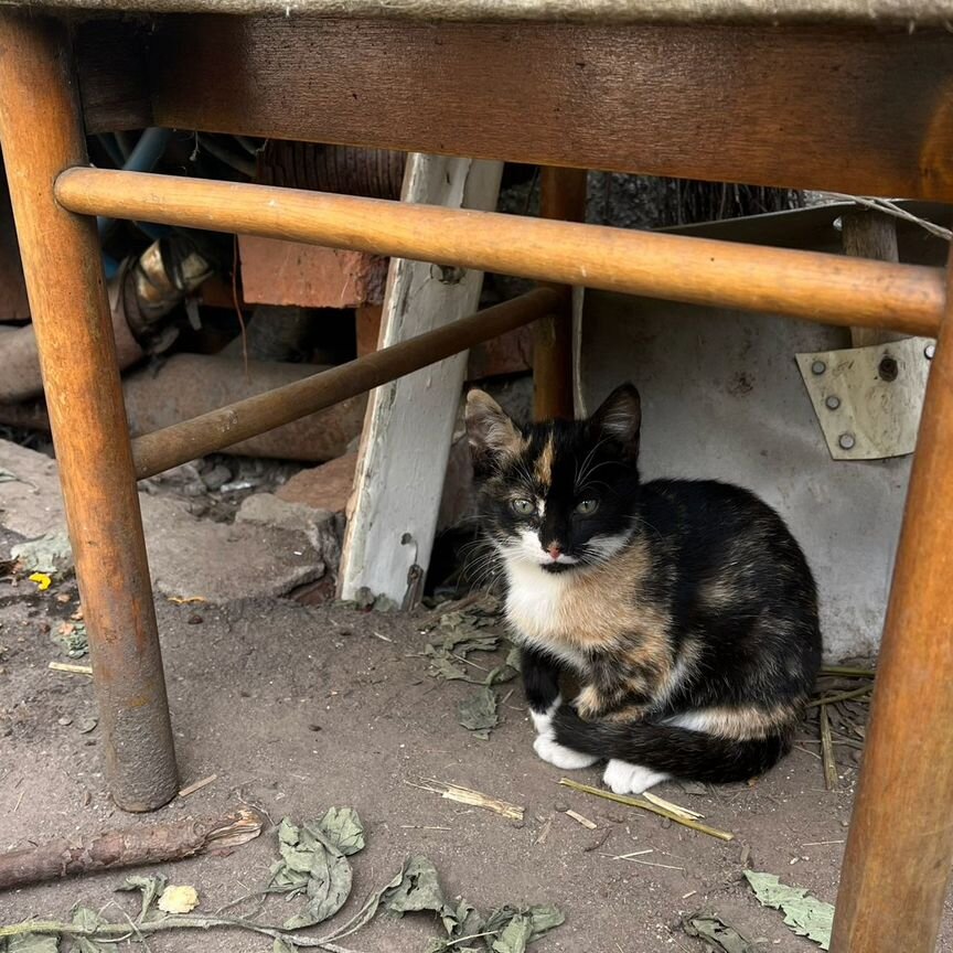 Котёнок в добрые руки