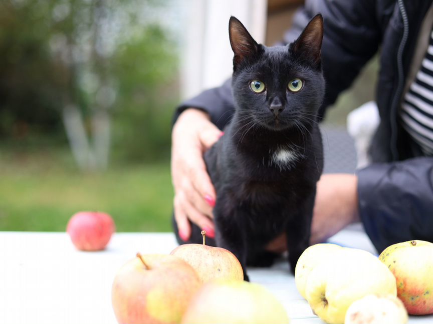 Чёрный котёнок-чудо в яблоках