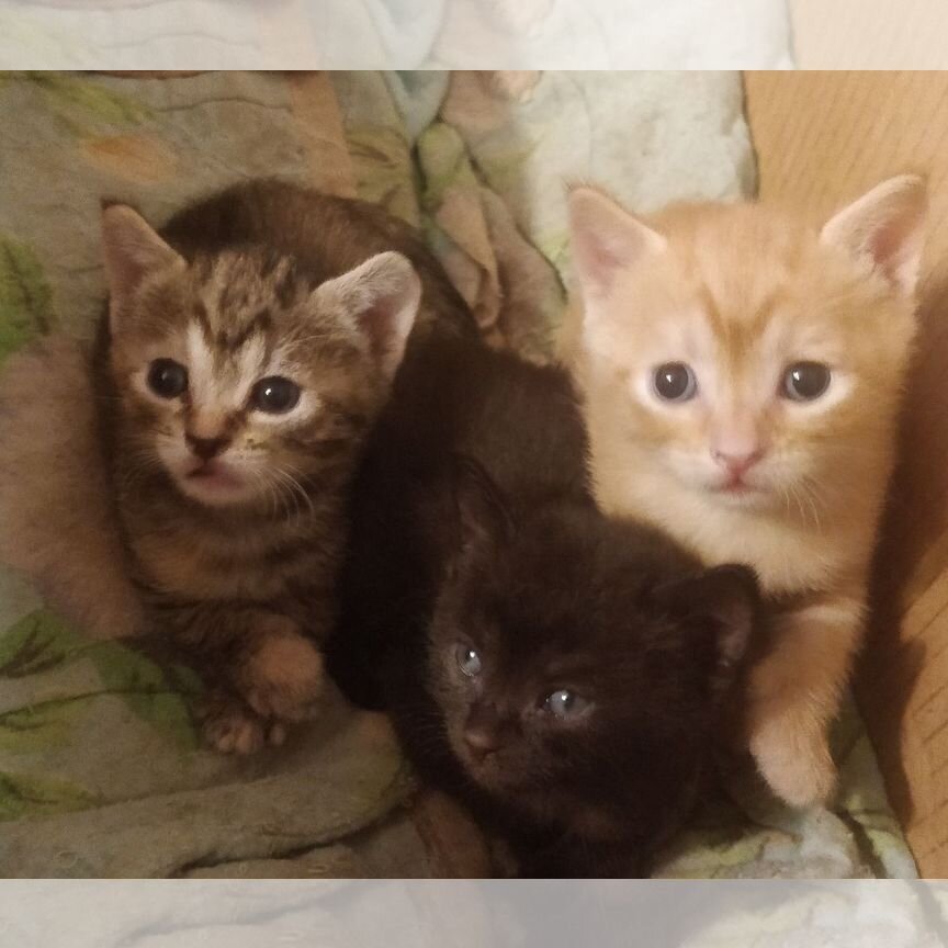 Котята в добрые руки