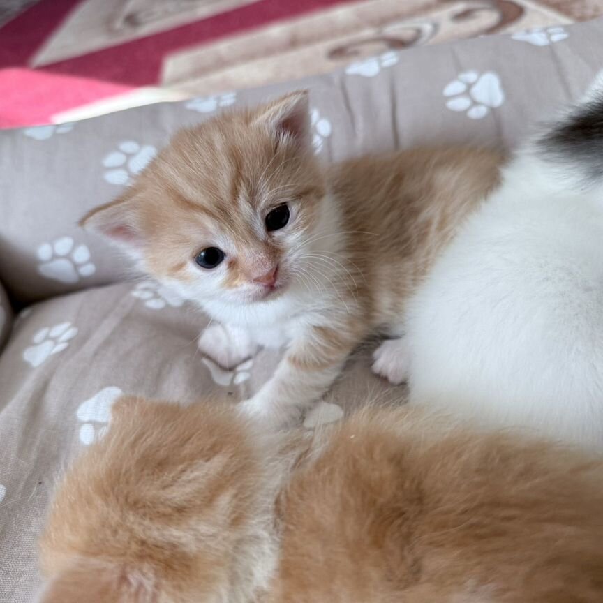 Котята в добрые руки
