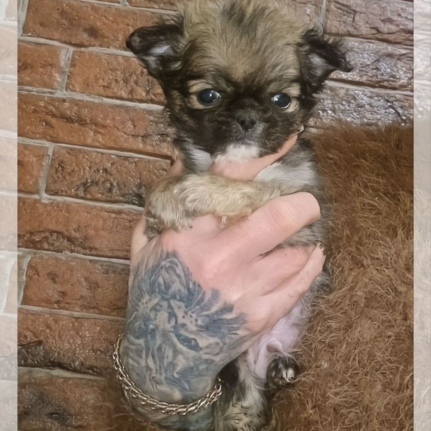 Чихуахуа, щенок