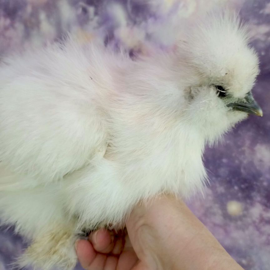 Китайская шёлковая курица- продаю парой