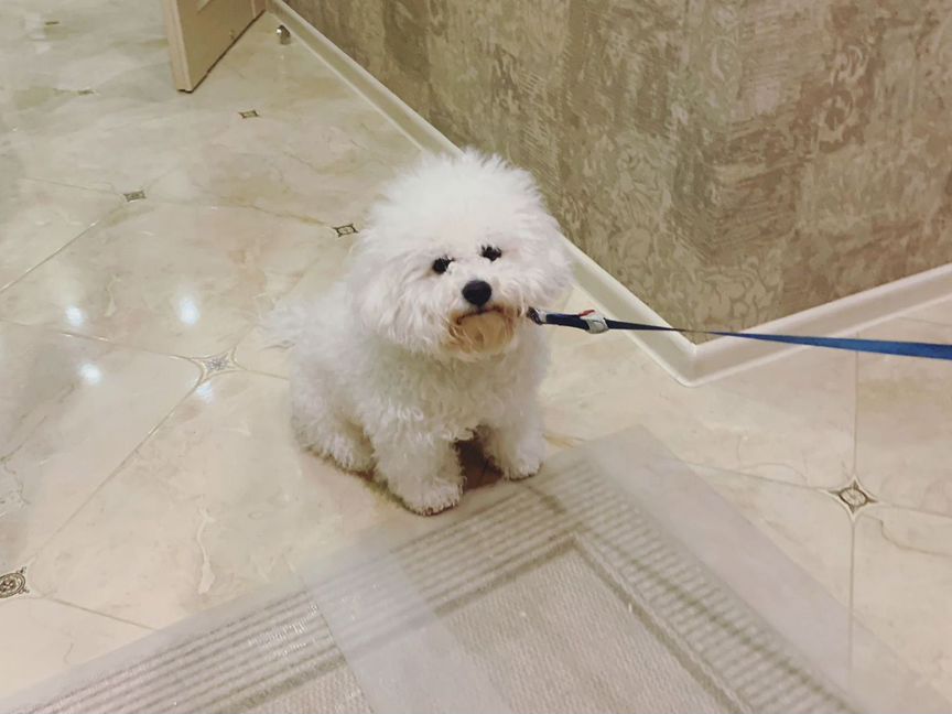 Бишон фризе вязка