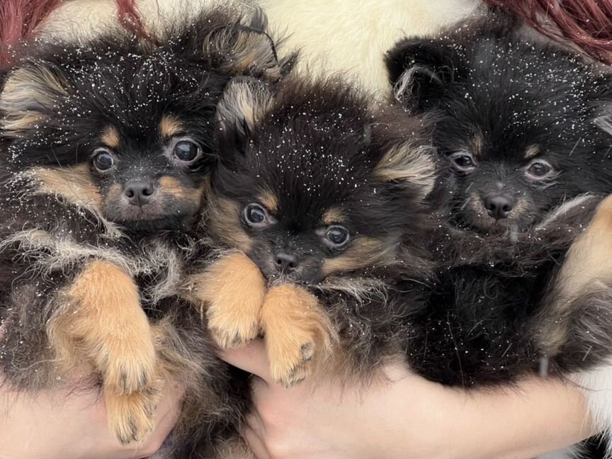 Щенки померанского шпица медвежьего типа