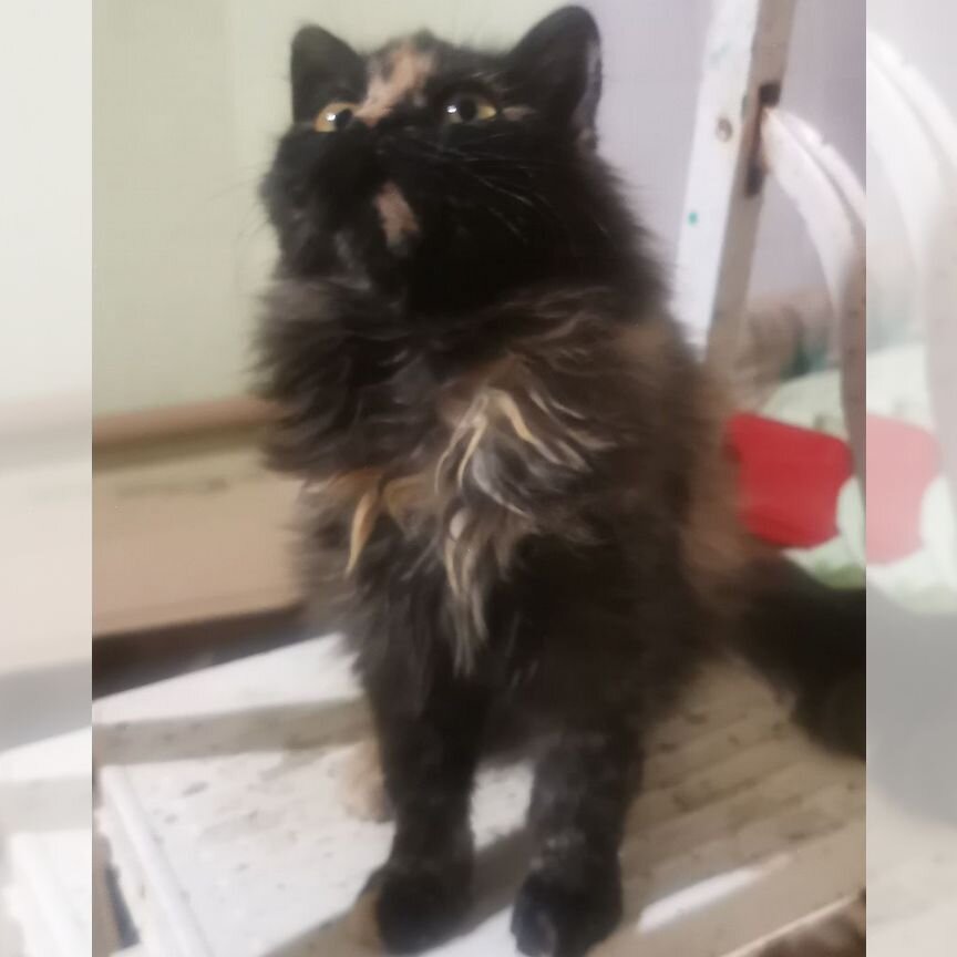 Красивый котенок девочка