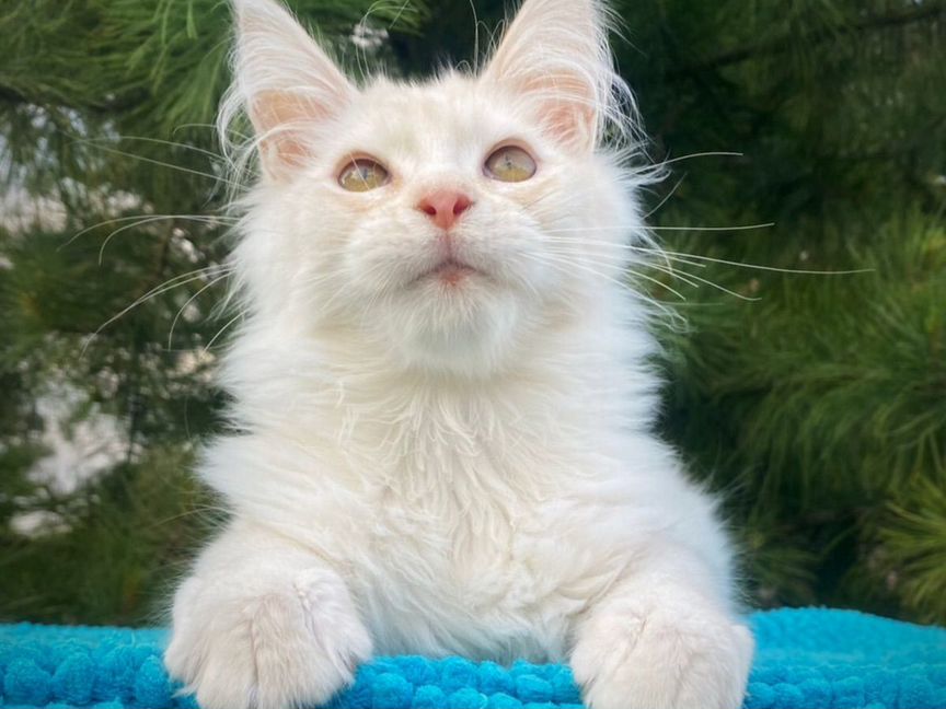 Котята мейн-кун котик