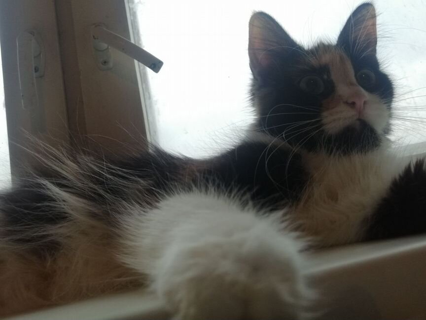 Смешная трёх цветная кошечка ищет новый дом