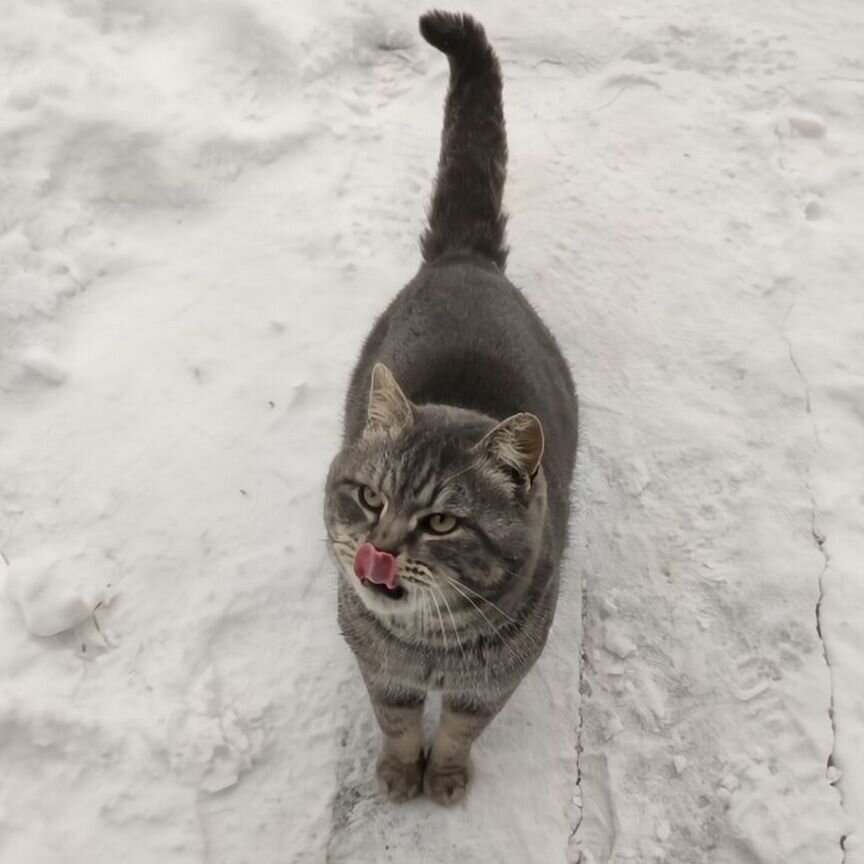 Взрослый кот в добрые руки