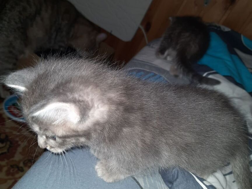 Кошки в добрые руки бесплатно