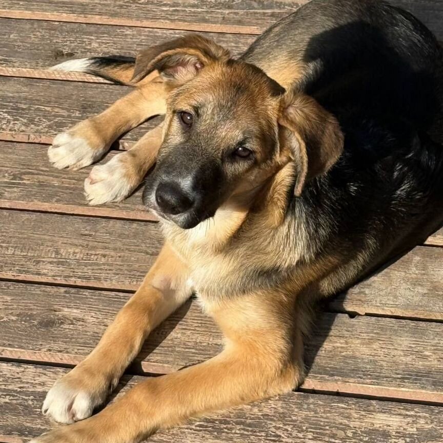 Отдам подростка - щенка в добрые руки