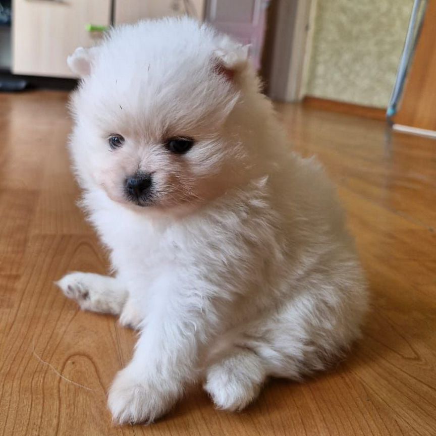 Щенки шпица