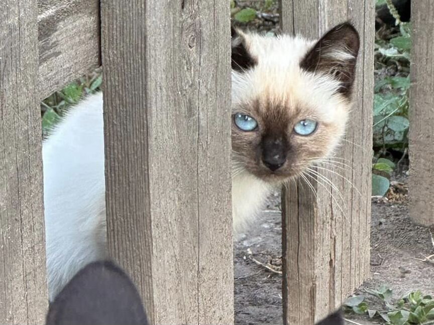 Котенок 2 месяца невероятной красоты