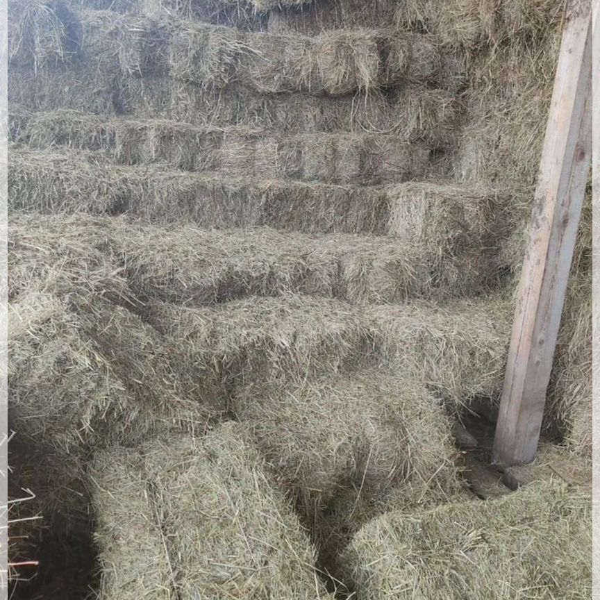 Сено в брикетах