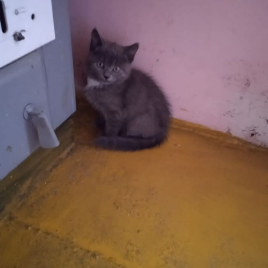 Котики в добрые руки