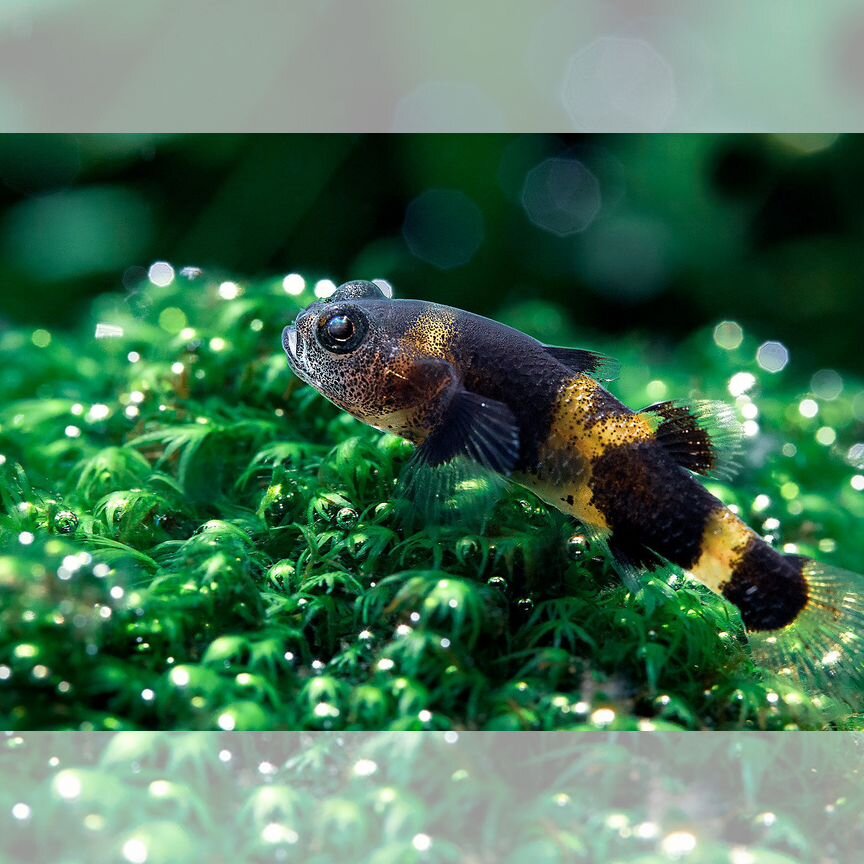 Бычок пчелка - Brachygobius