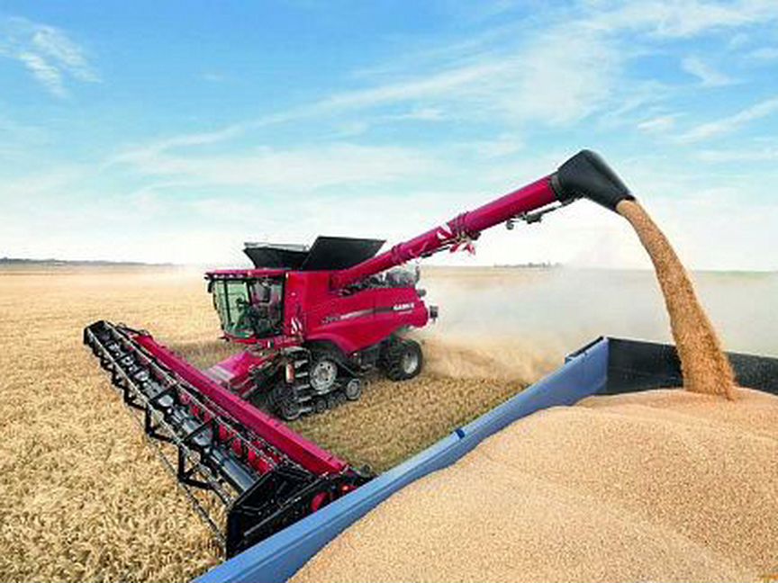 Зерно ячмень кукуруза пшеница