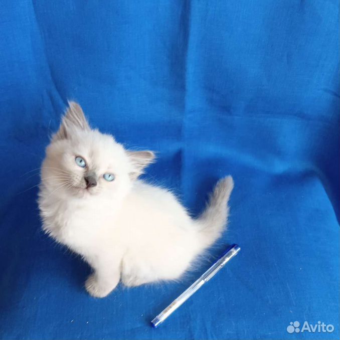Котята Тайской породы