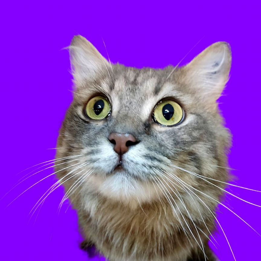 Кому пушистого друга