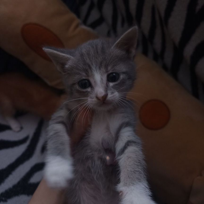 Котята