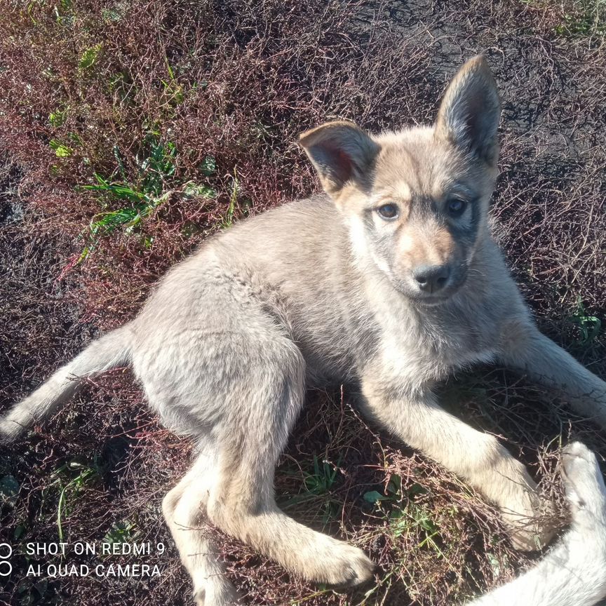 Щенок в добрые руки