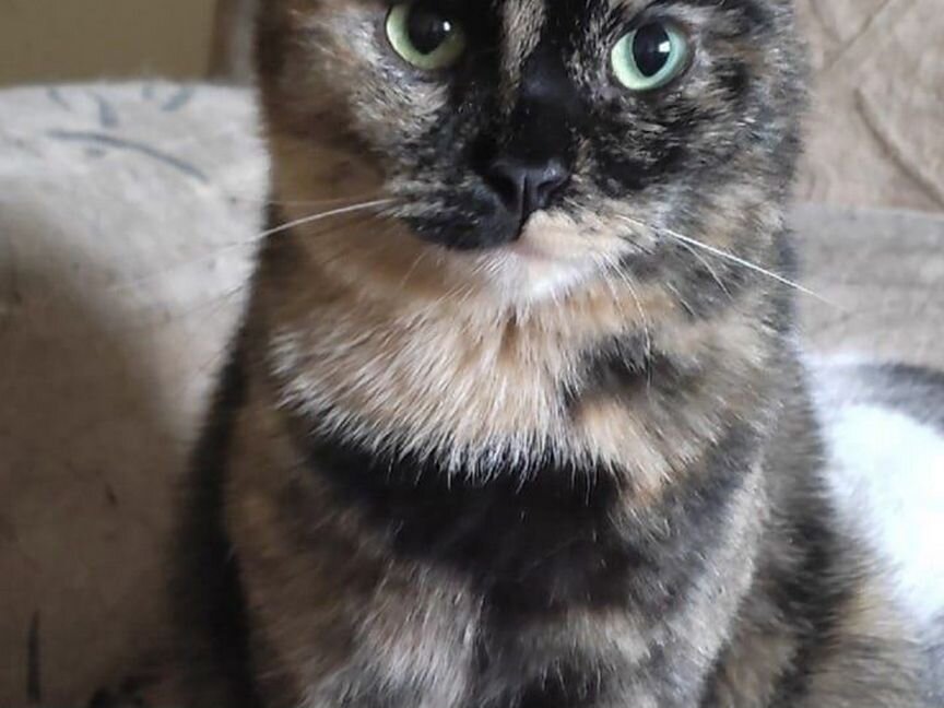 Кошка Леся- умненькая, стерилизованна