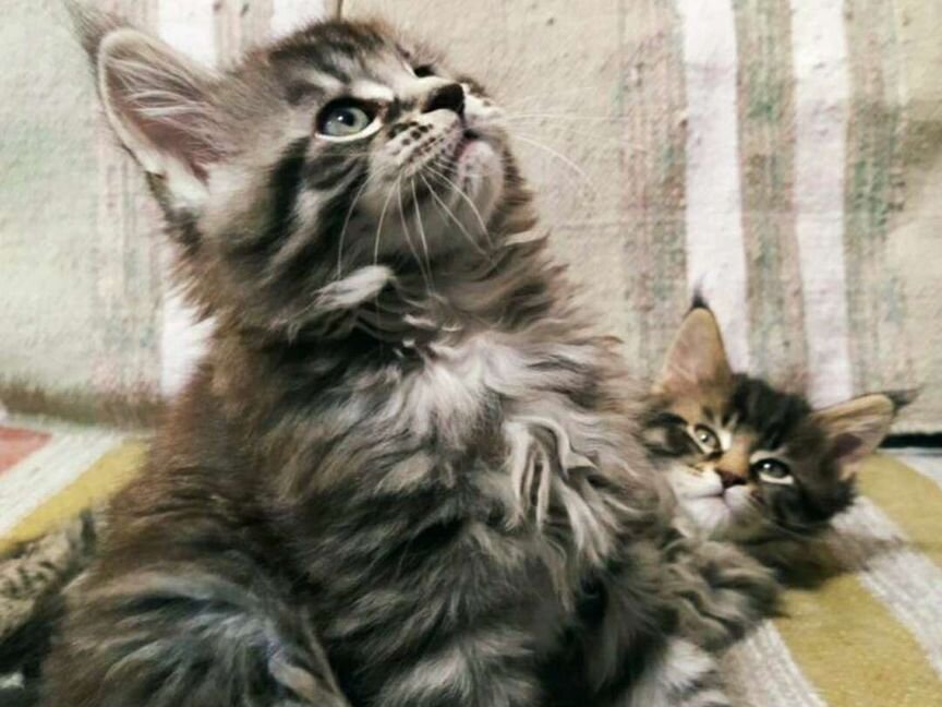 Кунодети парни и девочки