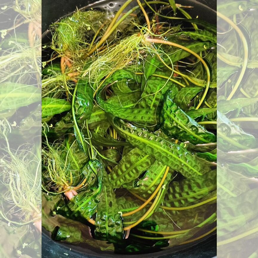 Аквариумное растение криптокорина