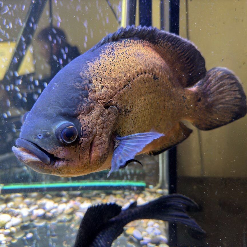 Астронотус