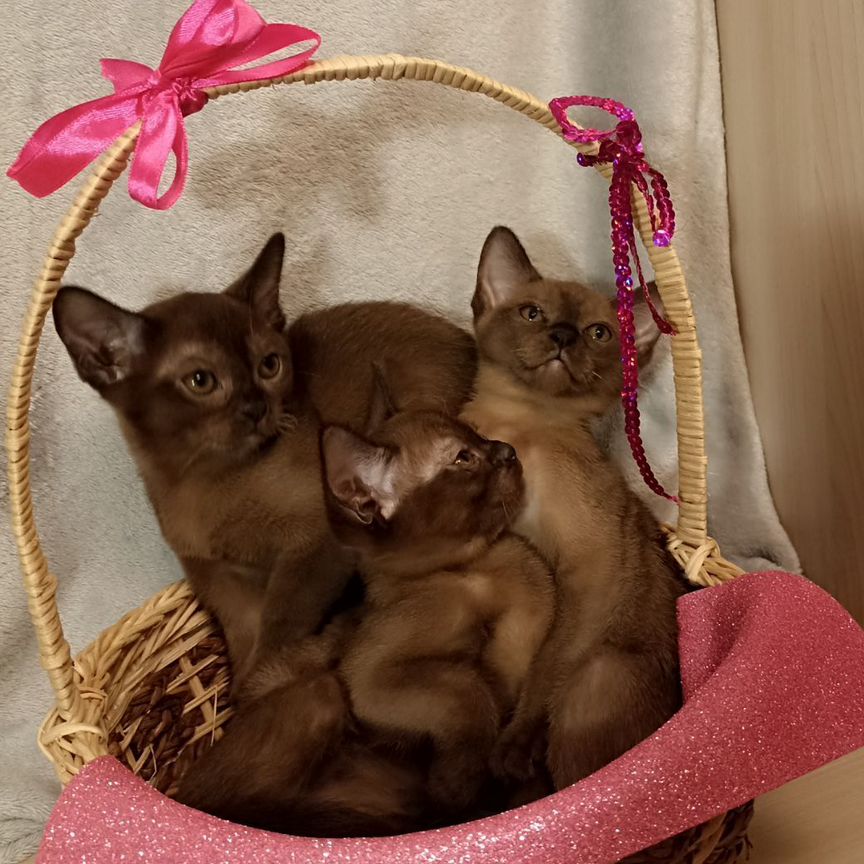 Европейский бурманский котёнок