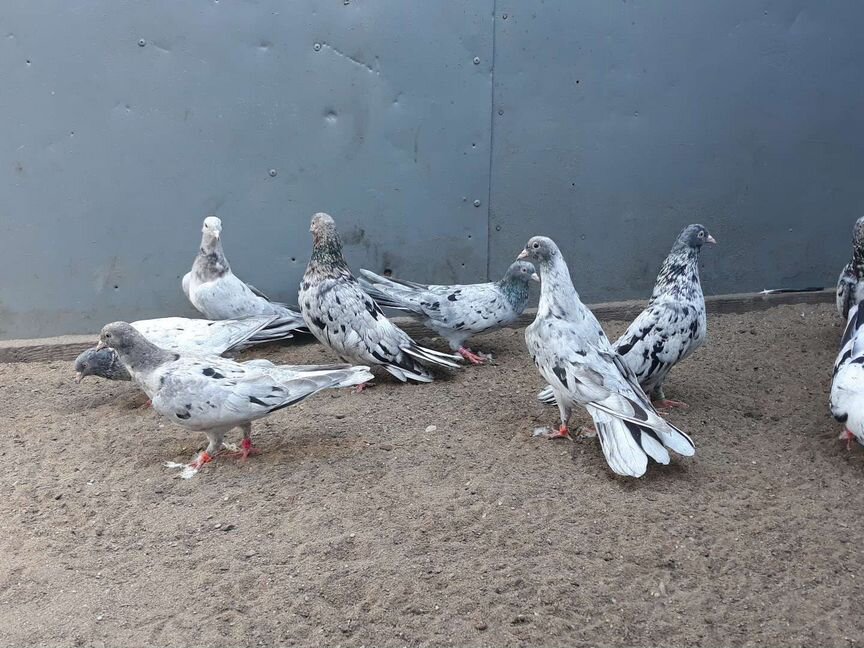 Голуби бойные