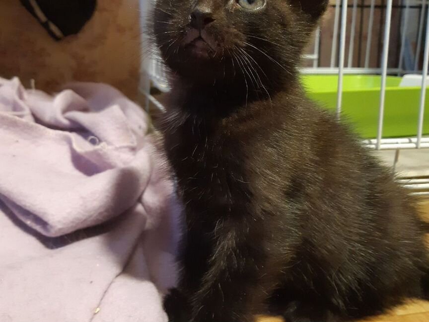 Черная кошечка