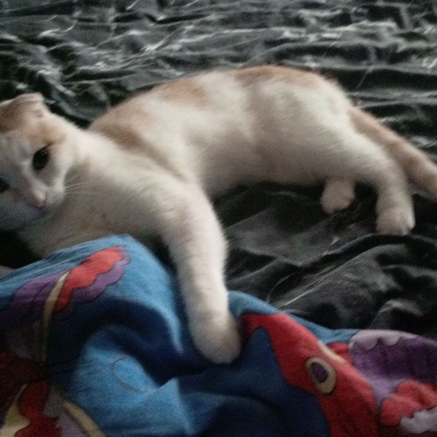 Отдам кота в хорошие в связи с переездом