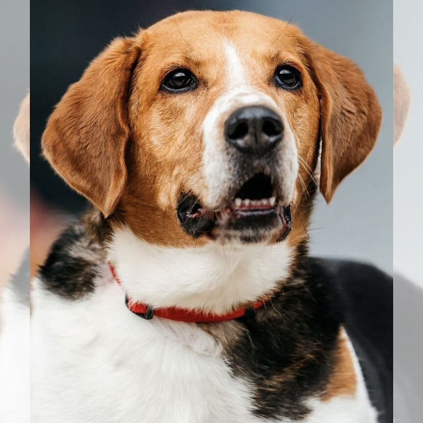 Русская пегая гончая, взрослая собака