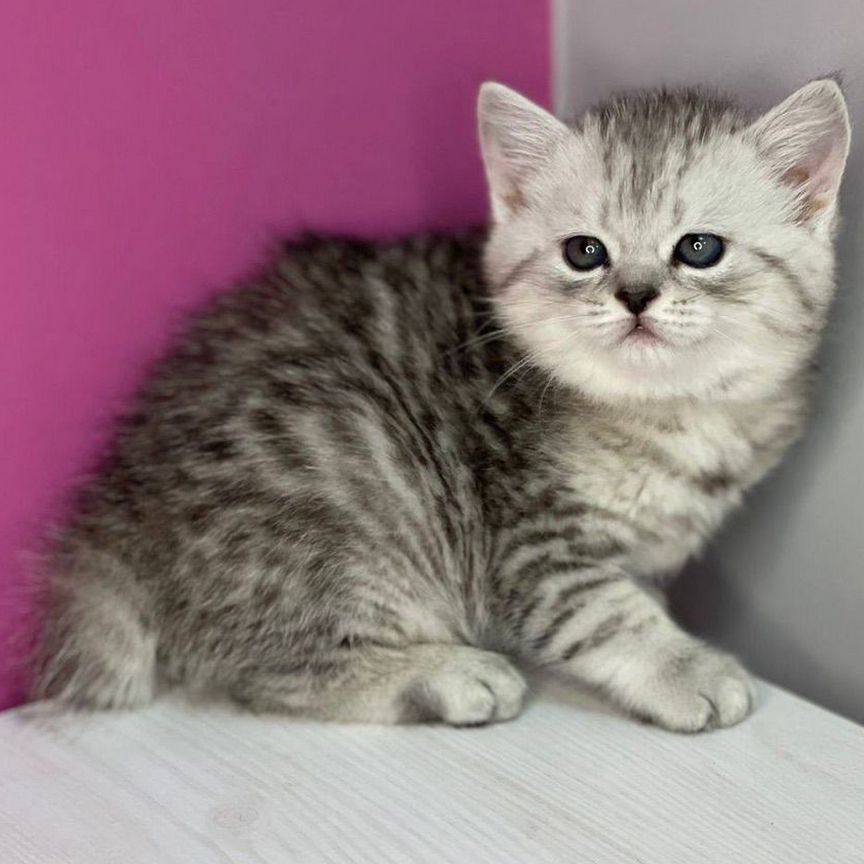 Шотландский прямоухий короткошёрстный котёнок