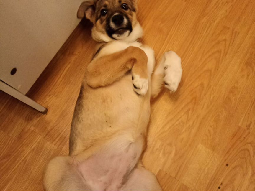 Отдам бесплатно собаку