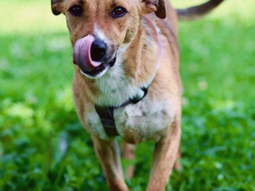 Маленькая собака в дар