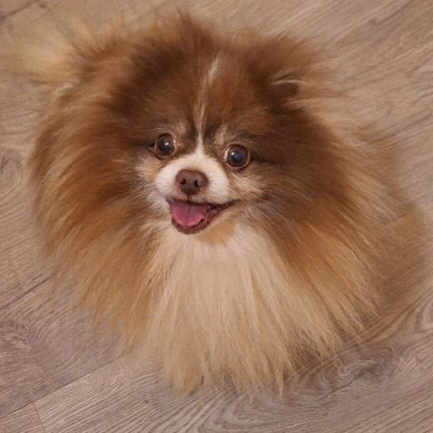 Померанский шпиц, взрослая собака