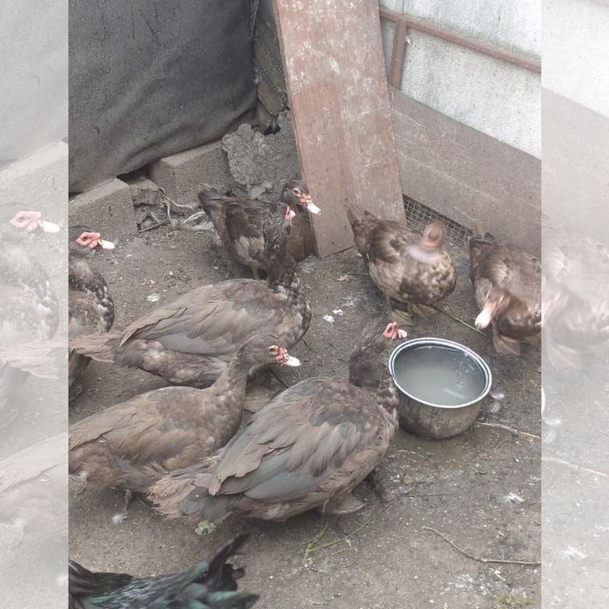 Канадская шоколадная утка