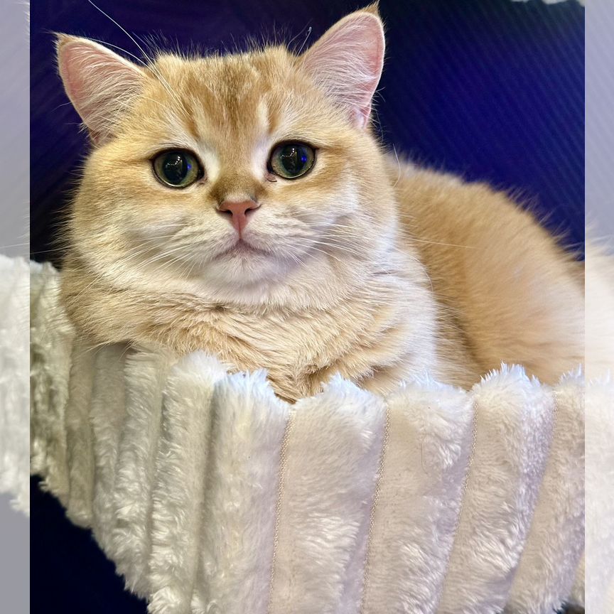 Британский короткошёрстный котёнок