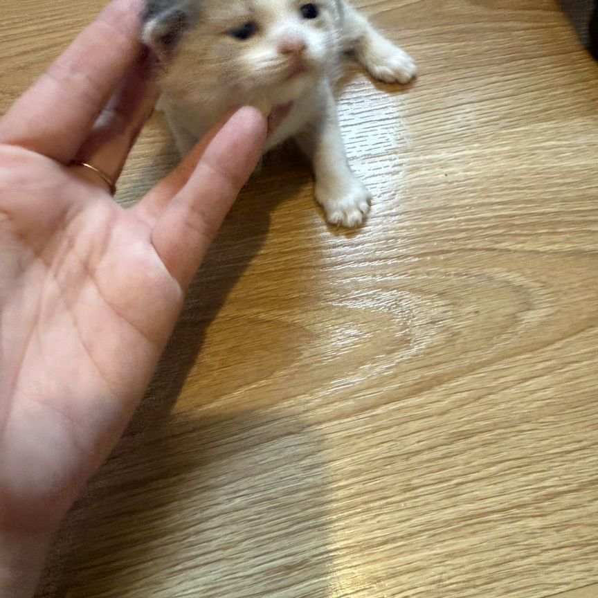 Котята от мейн куна