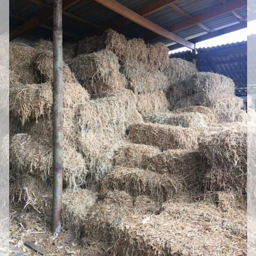 Солома в тюках гороховая