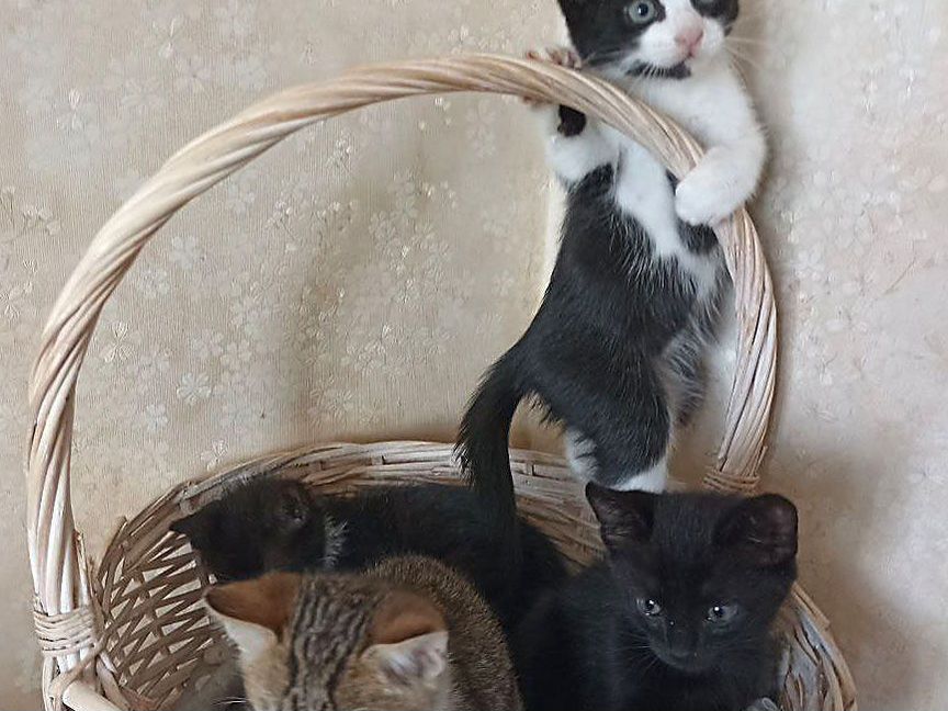 Котёнок Сеня