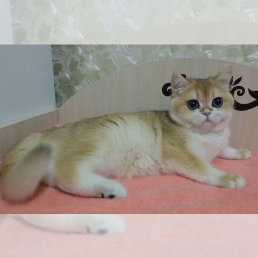 Кошка золотая шиншилла