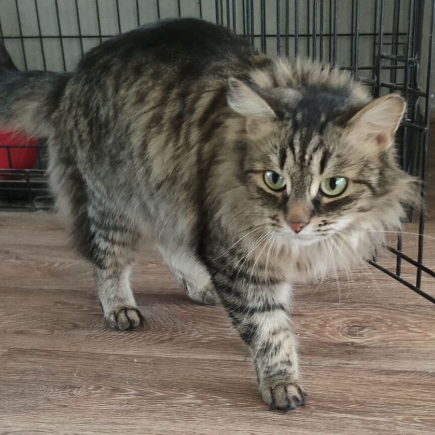 Взрослая, кошка в добрые руки