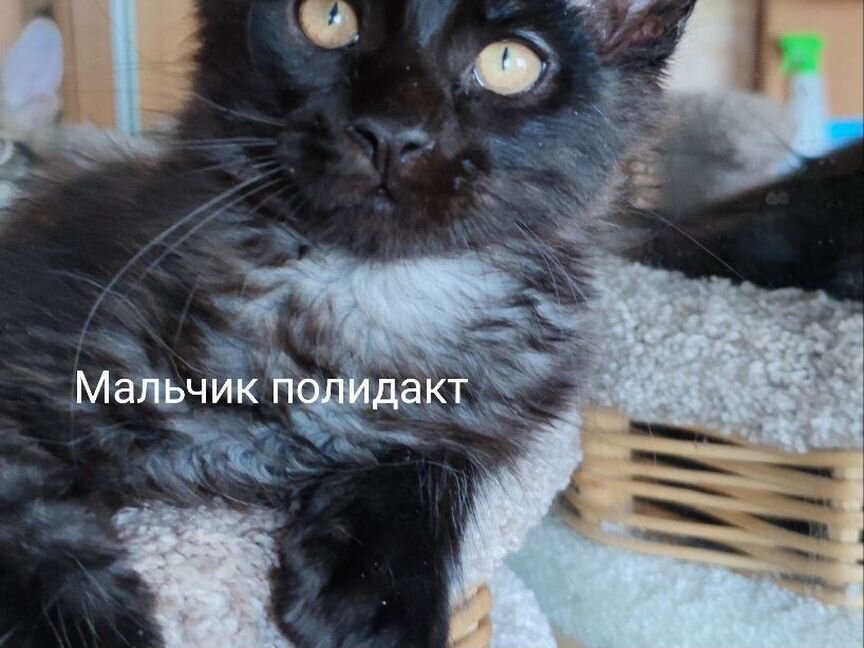 Котята мейн-кун полидакты