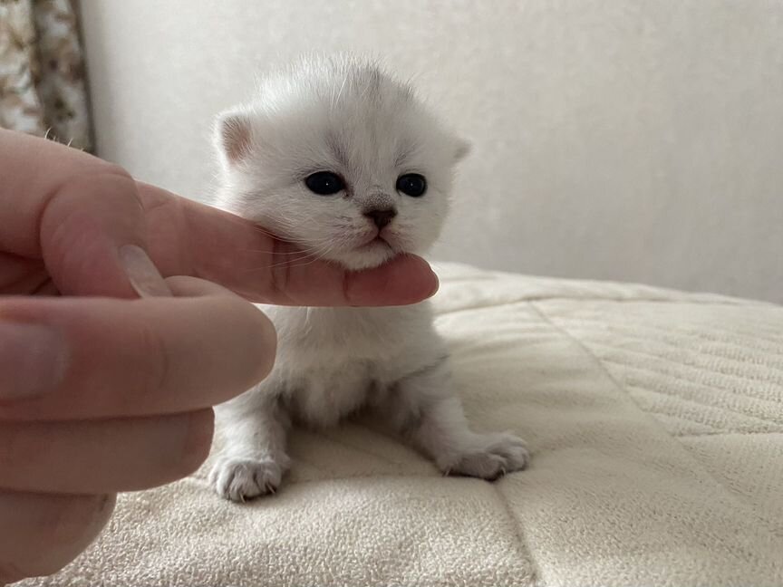 Шотландские котята