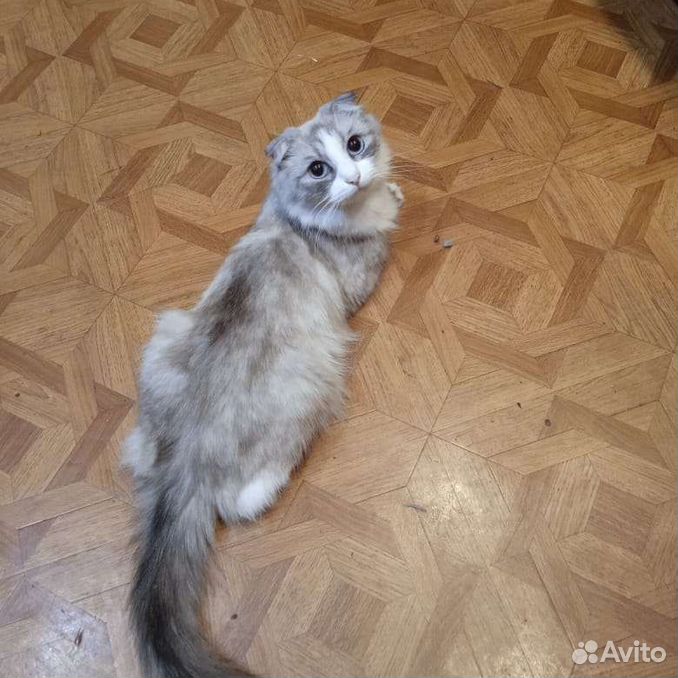 Кошка вислоухая ищем дом