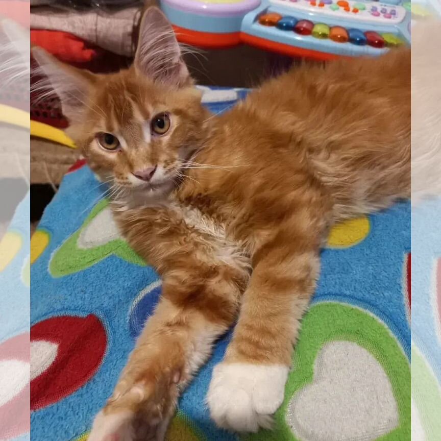 Мейн-кун котёнок